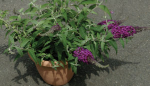 Buddleia 'Buzz Purple' - Kiefer Nursery: Trees, Shrubs, Perennials