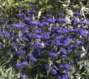 Caryopteris x clandonensis 'First Choice' - Kiefer Nursery: Trees ...