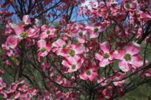 Cornus florida 'Apache' - Kiefer Nursery: Trees, Shrubs, Perennials