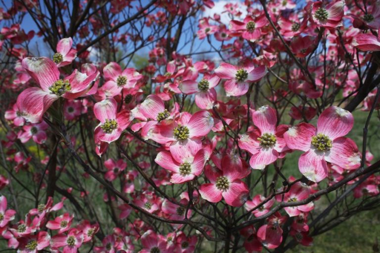Cornus florida 'Comco No. 1' Cherokee Brave - Kiefer Nursery: Trees ...