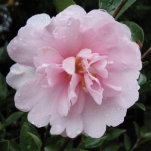 Camellia sasanqua 'Cotton Candy' - Kiefer Nursery: Trees, Shrubs ...