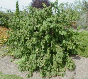Corylus avellana 'Contorta' - Kiefer Nursery: Trees, Shrubs, Perennials