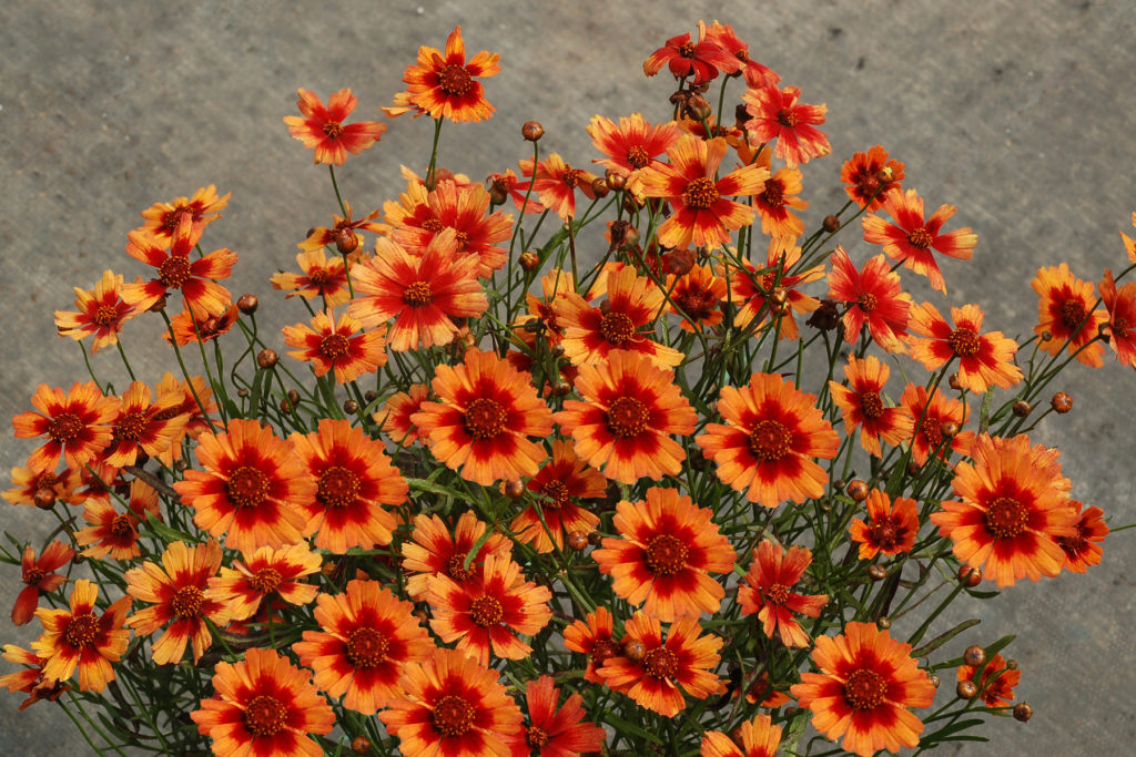 Coreopsis 'Desert Coral' - Kiefer Nursery: Trees, Shrubs, Perennials