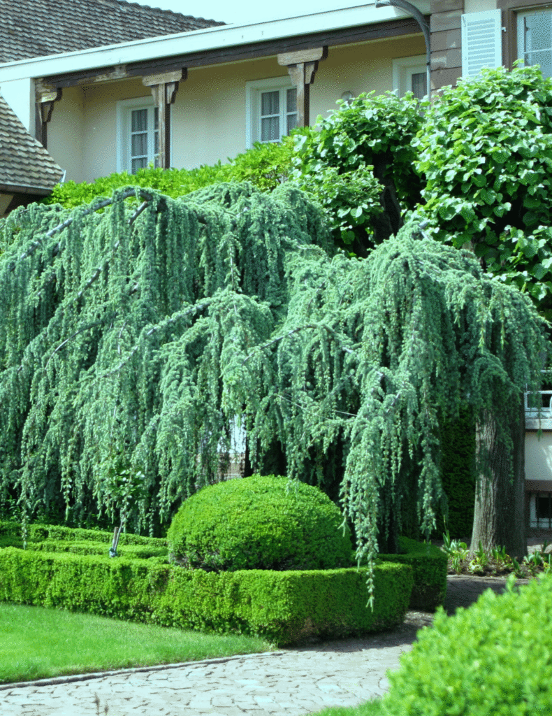 Cedrus deodara 'Glauca Pendula' - Kiefer Nursery: Trees, Shrubs, Perennials
