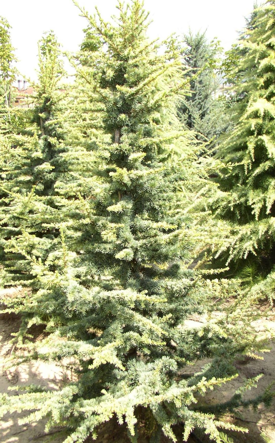 Cedrus atlantica 'Aurea' - Kiefer Nursery: Trees, Shrubs, Perennials