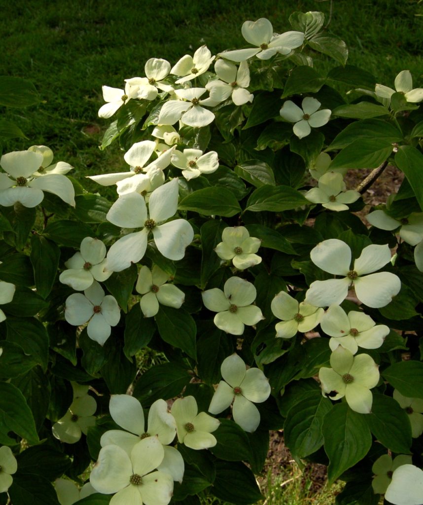 Cornus 'Rutdan' Celestial - Kiefer Nursery: Trees, Shrubs, Perennials