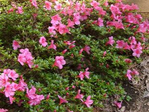 Azalea 'Chinzan' - Kiefer Nursery: Trees, Shrubs, Perennials