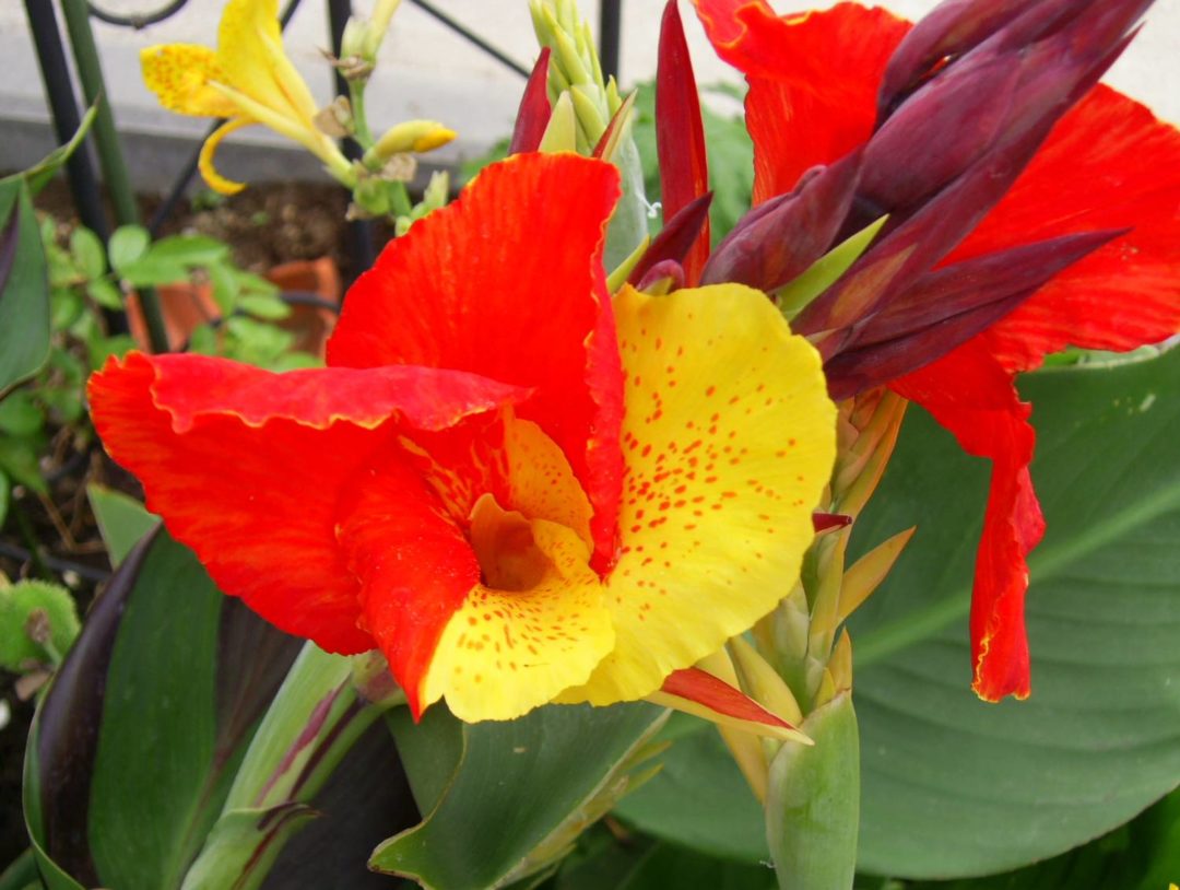 Canna 'Cleopatra' - Kiefer Nursery: Trees, Shrubs, Perennials