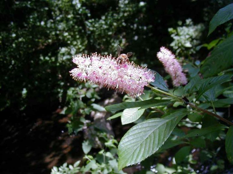 Clethra alnifolia 'Ruby Spice' - Kiefer Nursery: Trees, Shrubs, Perennials
