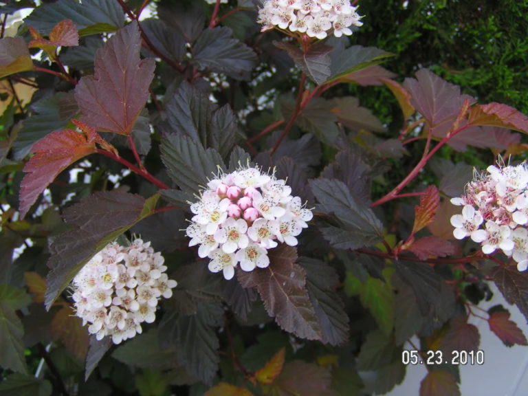 Physocarpus opulifolius 'Mindia' Coppertina - Kiefer Nursery: Trees ...
