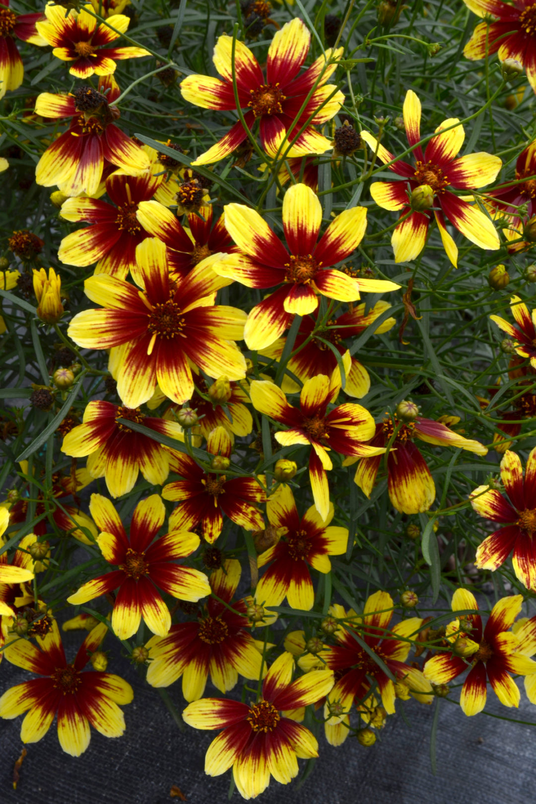 Coreopsis 'Bengal Tiger' - Kiefer Nursery: Trees, Shrubs, Perennials
