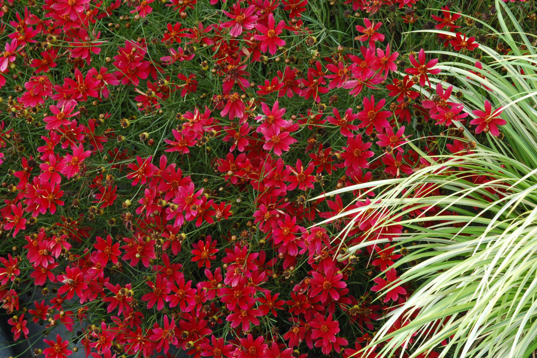 Coreopsis 'Center Stage' - Kiefer Nursery: Trees, Shrubs, Perennials