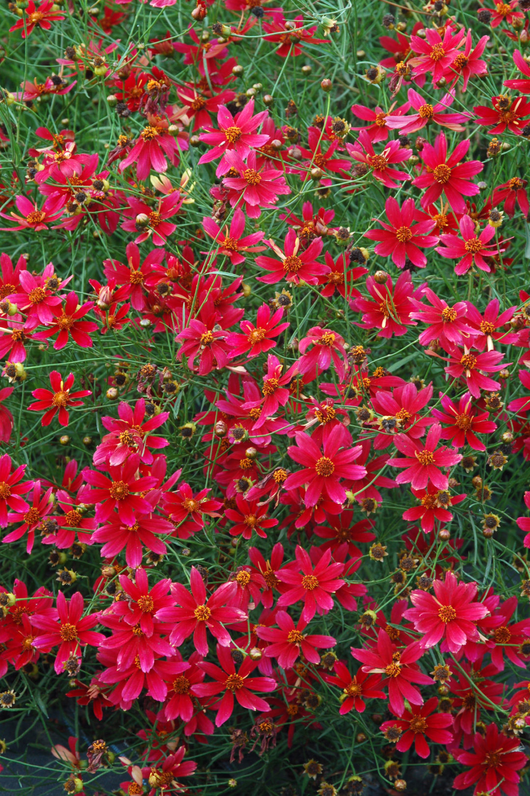 Coreopsis 'Center Stage' - Kiefer Nursery: Trees, Shrubs, Perennials