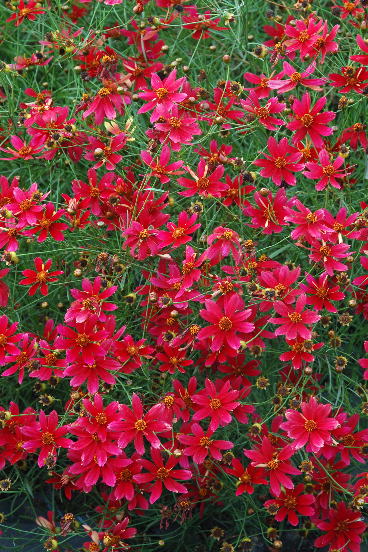 Coreopsis 'Center Stage' - Kiefer Nursery: Trees, Shrubs, Perennials