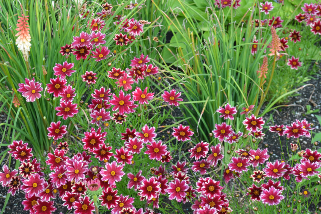 Coreopsis 'Ruby Frost' - Kiefer Nursery: Trees, Shrubs, Perennials
