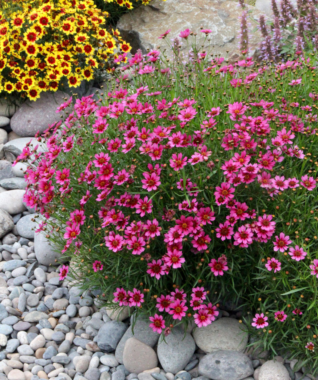 Coreopsis 'Garnet' - Kiefer Nursery: Trees, Shrubs, Perennials