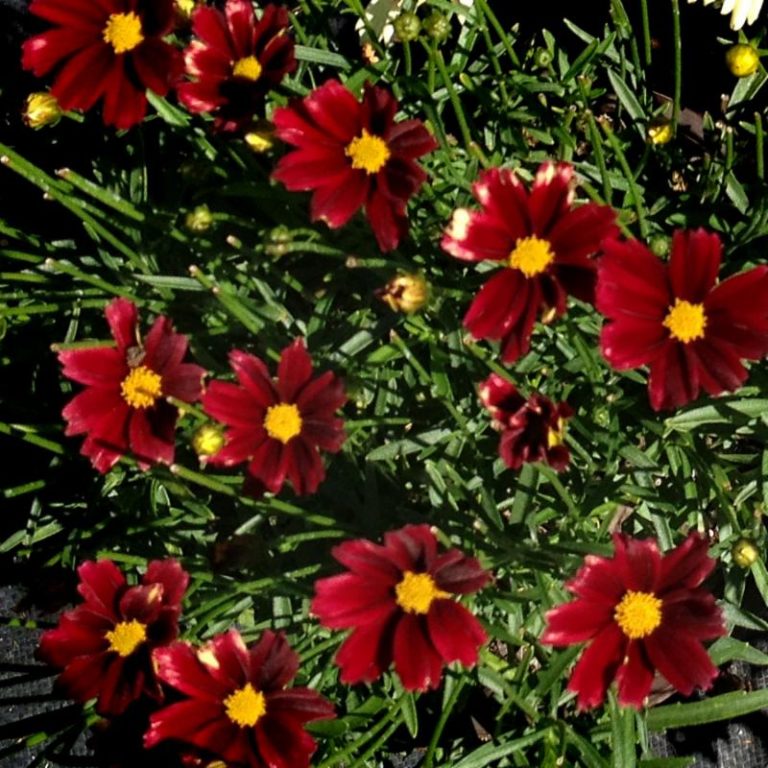 Coreopsis ‘Li’l Bang Red Elf’ | Kiefer Nursery: Trees, Shrubs, Perennials