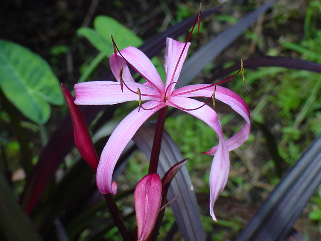 Crinum menehune - Kiefer Nursery: Trees, Shrubs, Perennials