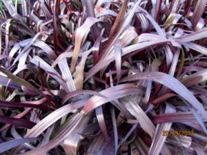 Crinum menehune - Kiefer Nursery: Trees, Shrubs, Perennials