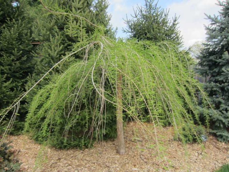 Taxodium distichum 'Cascade Falls' - Kiefer Nursery: Trees, Shrubs ...