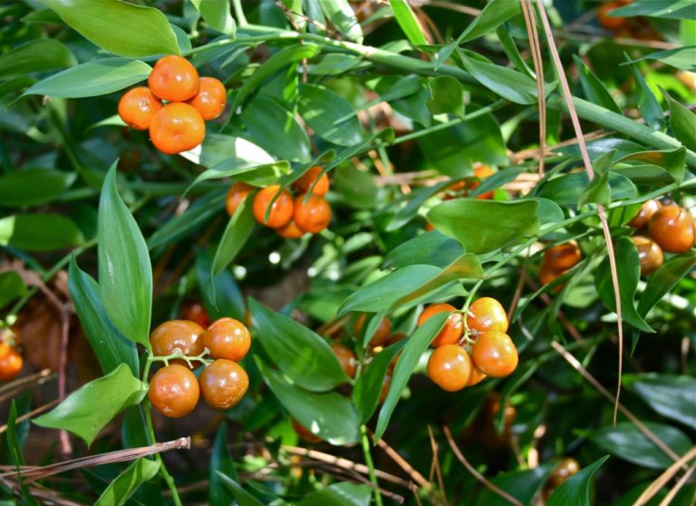 Danae racemosa | Kiefer Nursery: Trees, Shrubs, Perennials