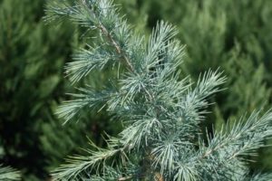 Cedrus deodara 'Electra Blue' - Kiefer Nursery: Trees, Shrubs, Perennials