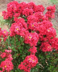 Lagerstroemia 'Enduring Summer™' Red - Kiefer Nursery: Trees, Shrubs ...