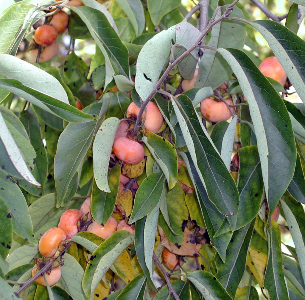 Diospyros kaki ‘Saijo’ | Kiefer Nursery: Trees, Shrubs, Perennials