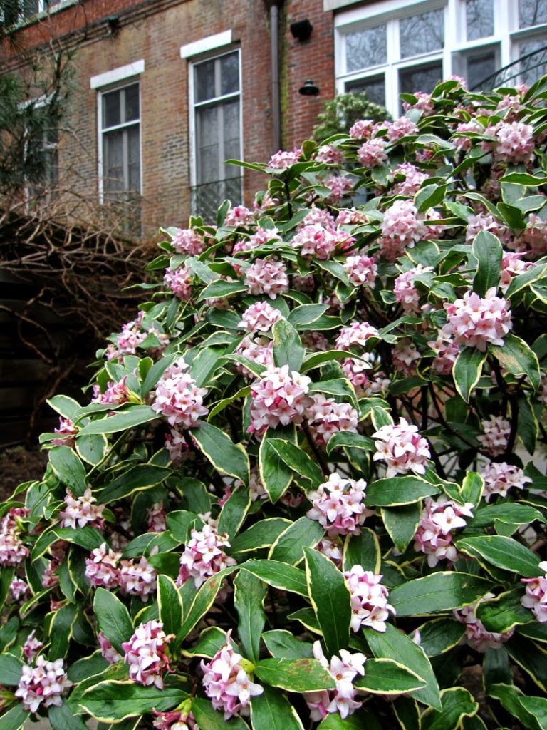 Daphne odora 'Aureomarginata' - Kiefer Nursery: Trees, Shrubs, Perennials