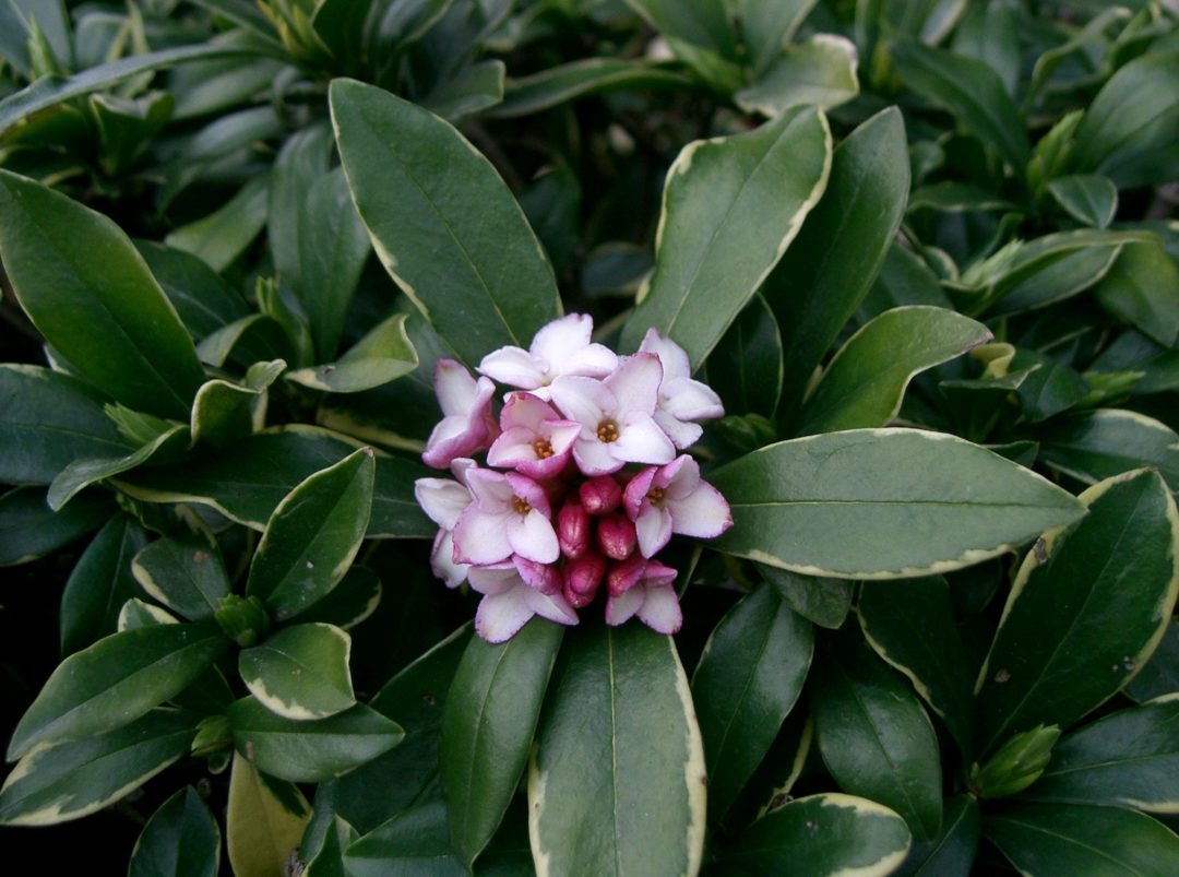 Daphne odora 'Aureomarginata' - Kiefer Nursery: Trees, Shrubs, Perennials