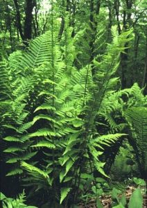 Dryopteris x australis - Kiefer Nursery: Trees, Shrubs, Perennials