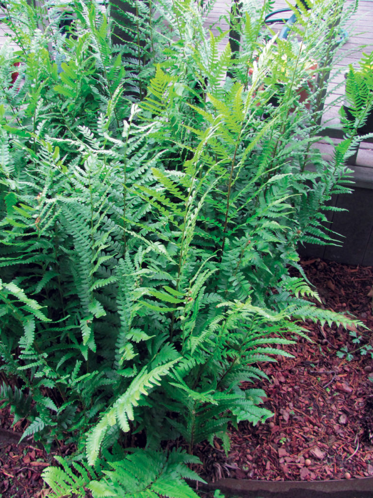 Dryopteris x australis - Kiefer Nursery: Trees, Shrubs, Perennials
