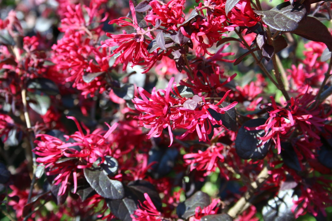 Loropetalum chinense 'Chang Nian Hong' Ever-Red - Kiefer Nursery: Trees ...