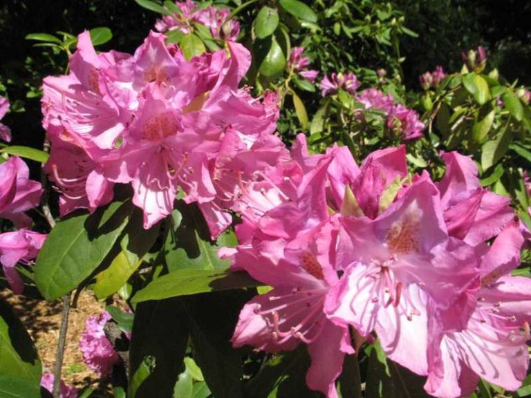 Rhododendron 'English Roseum' - Kiefer Nursery: Trees, Shrubs, Perennials