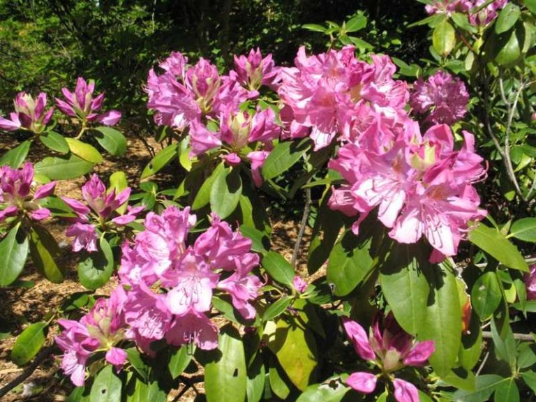 Rhododendron 'English Roseum' - Kiefer Nursery: Trees, Shrubs, Perennials