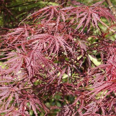 Acer palmatum var. dissectum 'Ever Red' - Kiefer Nursery: Trees, Shrubs ...