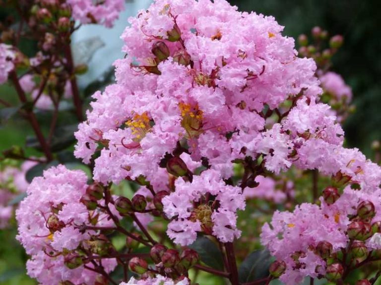 Lagerstroemia indica 'Whit VIII' (Rhapsody in Pink) - Kiefer Nursery ...