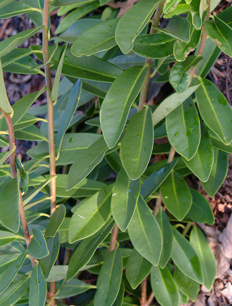 Illicium parviflorum 'Forest Green' - Kiefer Nursery: Trees, Shrubs ...