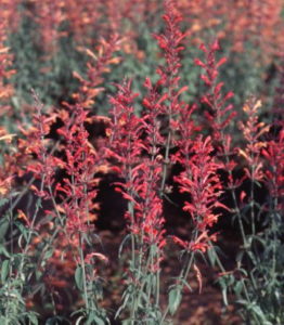 Agastache 'Firebird' - Kiefer Nursery: Trees, Shrubs, Perennials