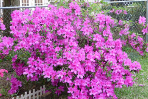 Azalea 'Formosa' - Kiefer Nursery: Trees, Shrubs, Perennials