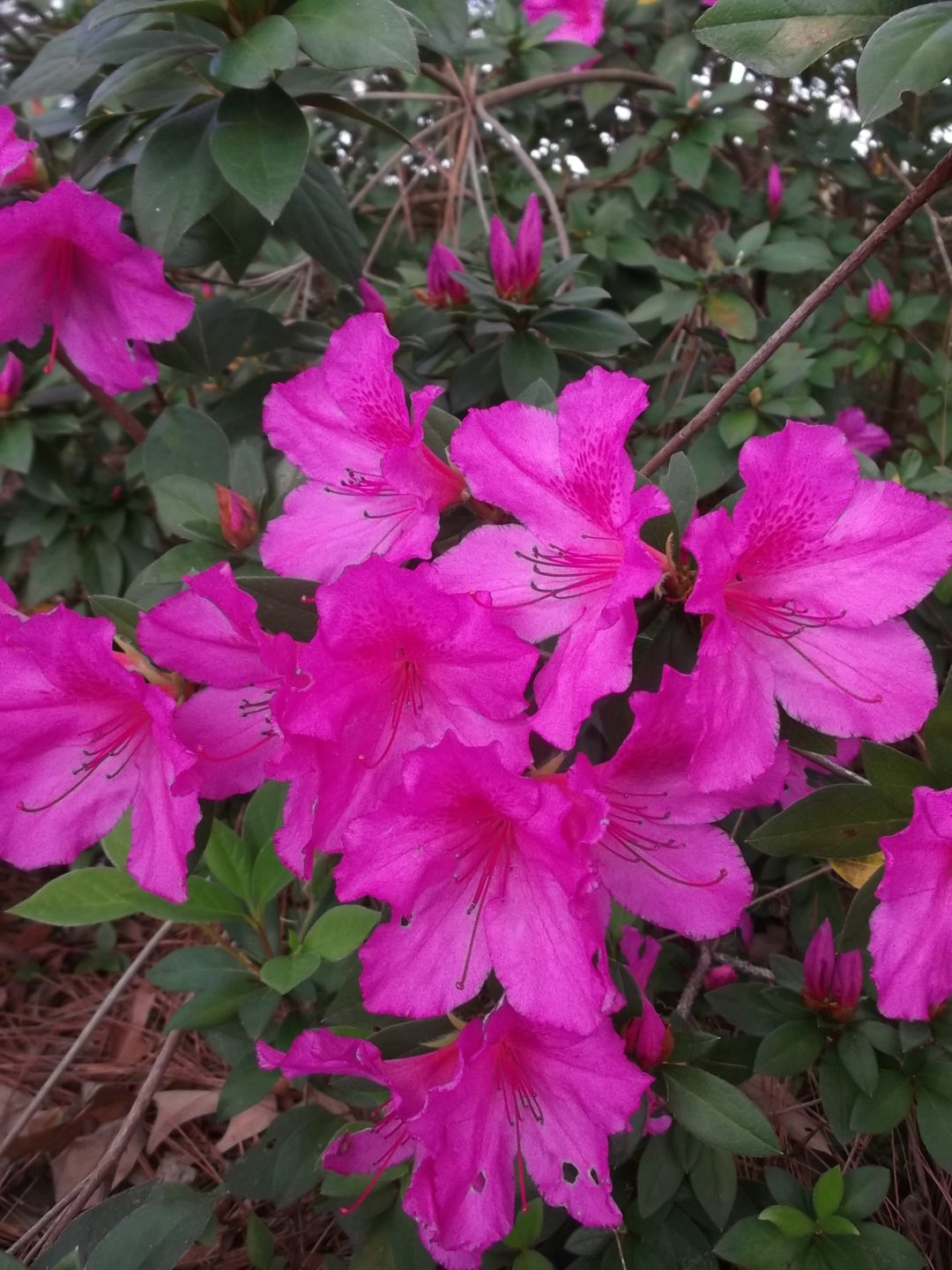 Azalea 'Formosa' - Kiefer Nursery: Trees, Shrubs, Perennials