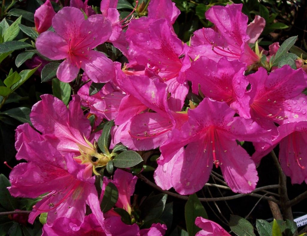 Azalea 'Formosa' - Kiefer Nursery: Trees, Shrubs, Perennials