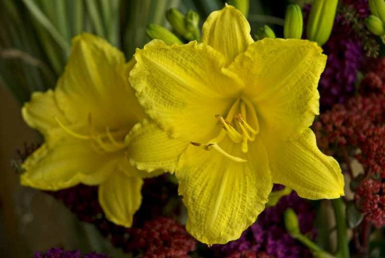 Hemerocallis 'Fragrant Returns' - Kiefer Nursery: Trees, Shrubs, Perennials