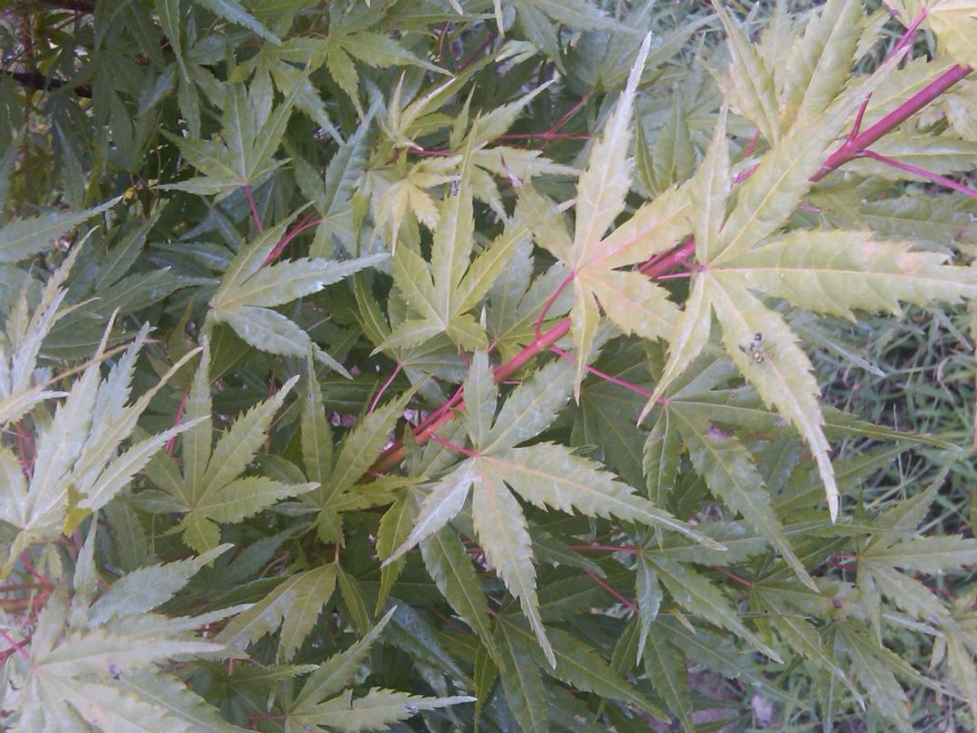 Acer palmatum 'Glowing Embers' - Kiefer Nursery: Trees, Shrubs, Perennials