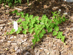 Rubus calycinoides - Kiefer Nursery: Trees, Shrubs, Perennials