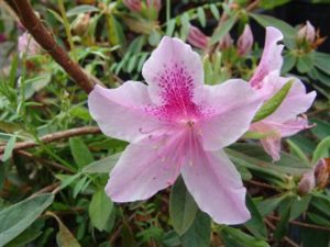 Azalea 'George Tabor' - Kiefer Nursery: Trees, Shrubs, Perennials