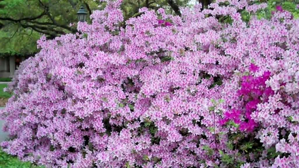 Azalea 'George Tabor' - Kiefer Nursery: Trees, Shrubs, Perennials
