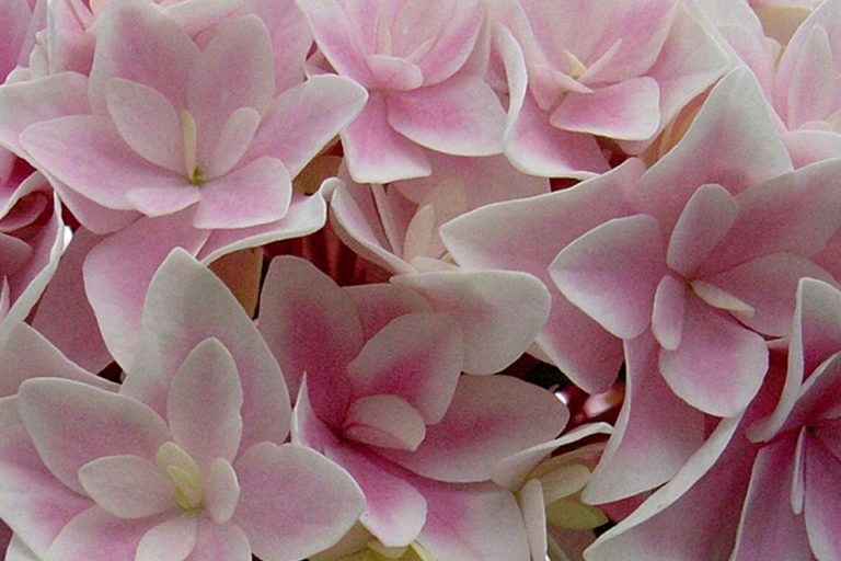 Hydrangea macrophylla 'Double Delights Freedom' - Kiefer Nursery: Trees ...