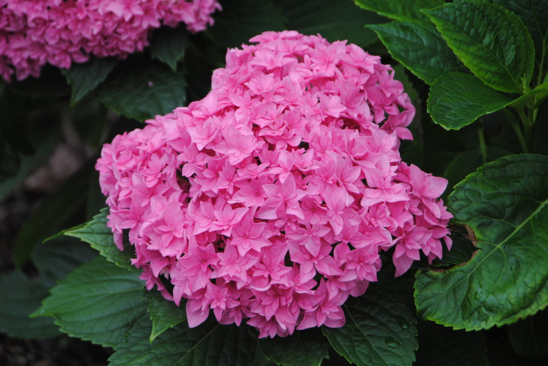 Hydrangea macrophylla 'Double Delights Perfection' - Kiefer Nursery ...
