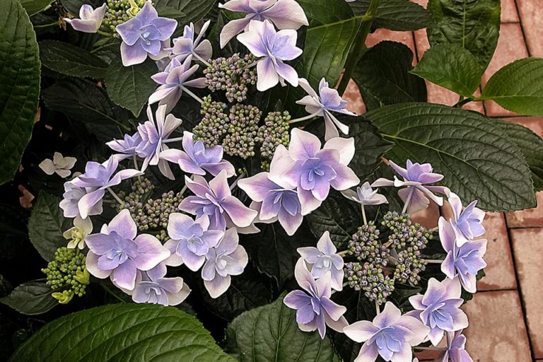 Hydrangea macrophylla 'Kompeito' Star Gazer - Kiefer Nursery: Trees ...